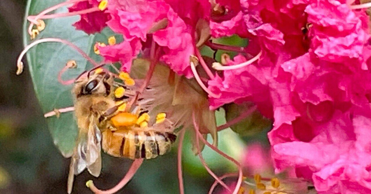 また、むず痒い日曜日がやってきた。内検22回目【養蜂生活150日】｜yabusan（823）