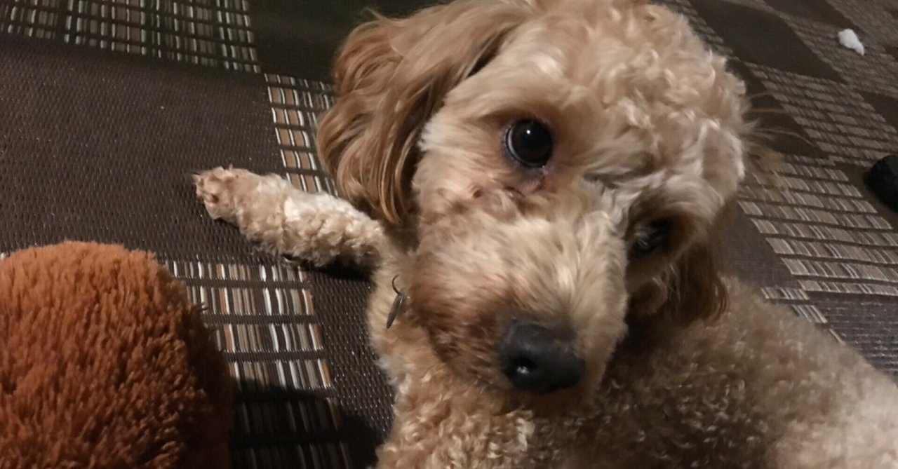 ドヤ顔でいけばいいの、さ｜yuco｜note