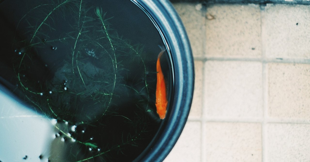 クラシックネガが良い。 最近の作例と。｜Rintaro Shimada