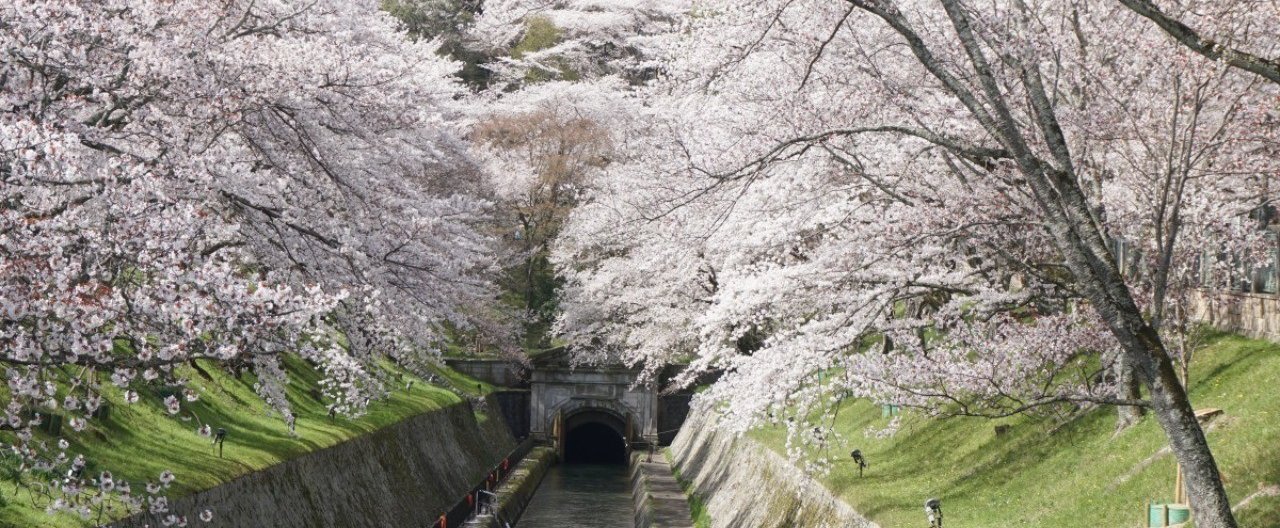 桜、終わったね｜yasuu kusayan