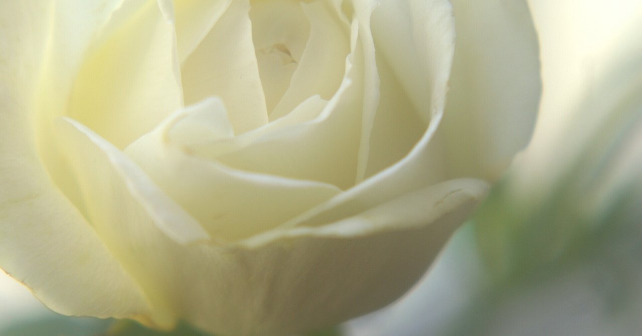 花みくじ｜Cosmic Suzu｜note