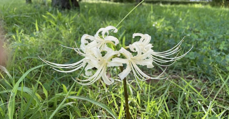 粉まみれのミツバチvsヘギイタダニ。内検23回目【養蜂生活157日目】｜yabusan（823）