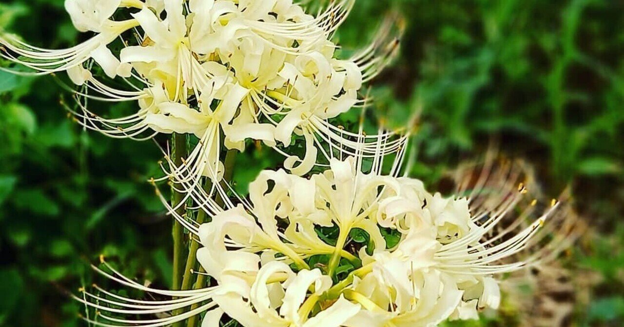 白い彼岸花から感じたこと｜Rinco｜note