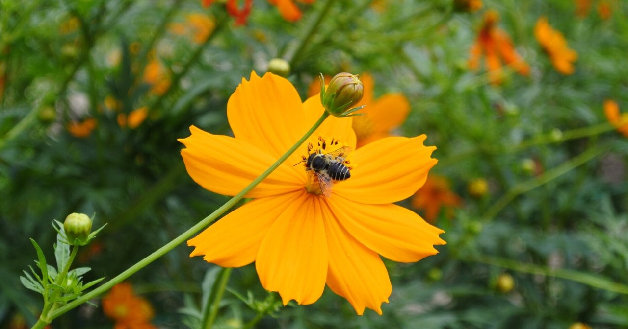 ニコワンというカメラ②｜Daichi Okamoto