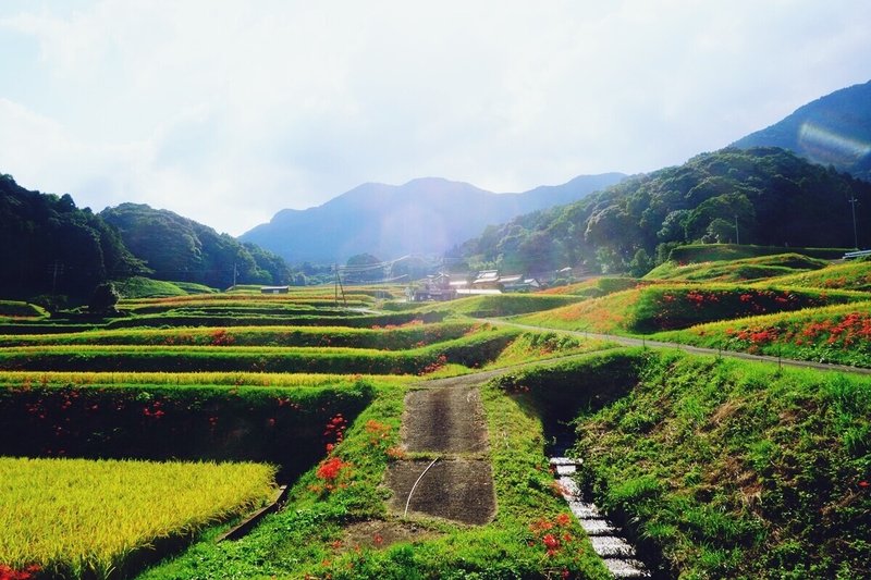 秋の棚田を彩る｜*michi*｜note