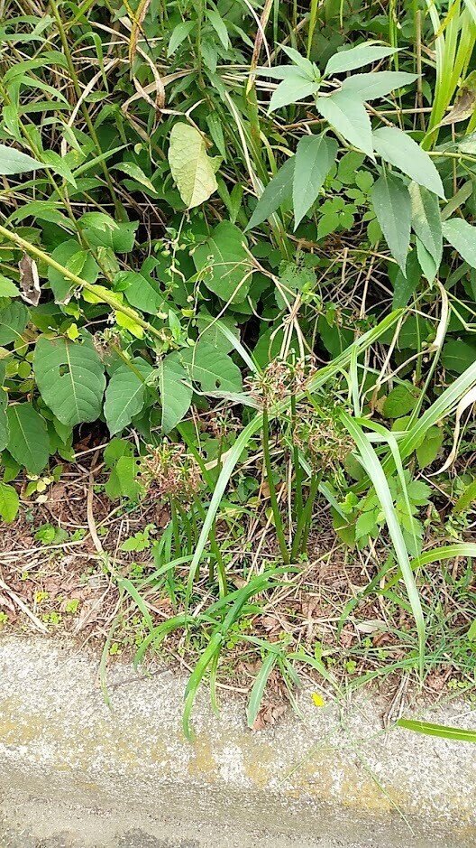 第1回インチキ都市伝説 ＜彼岸翁＞｜Jimbo Arata｜note