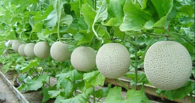 melon｜note