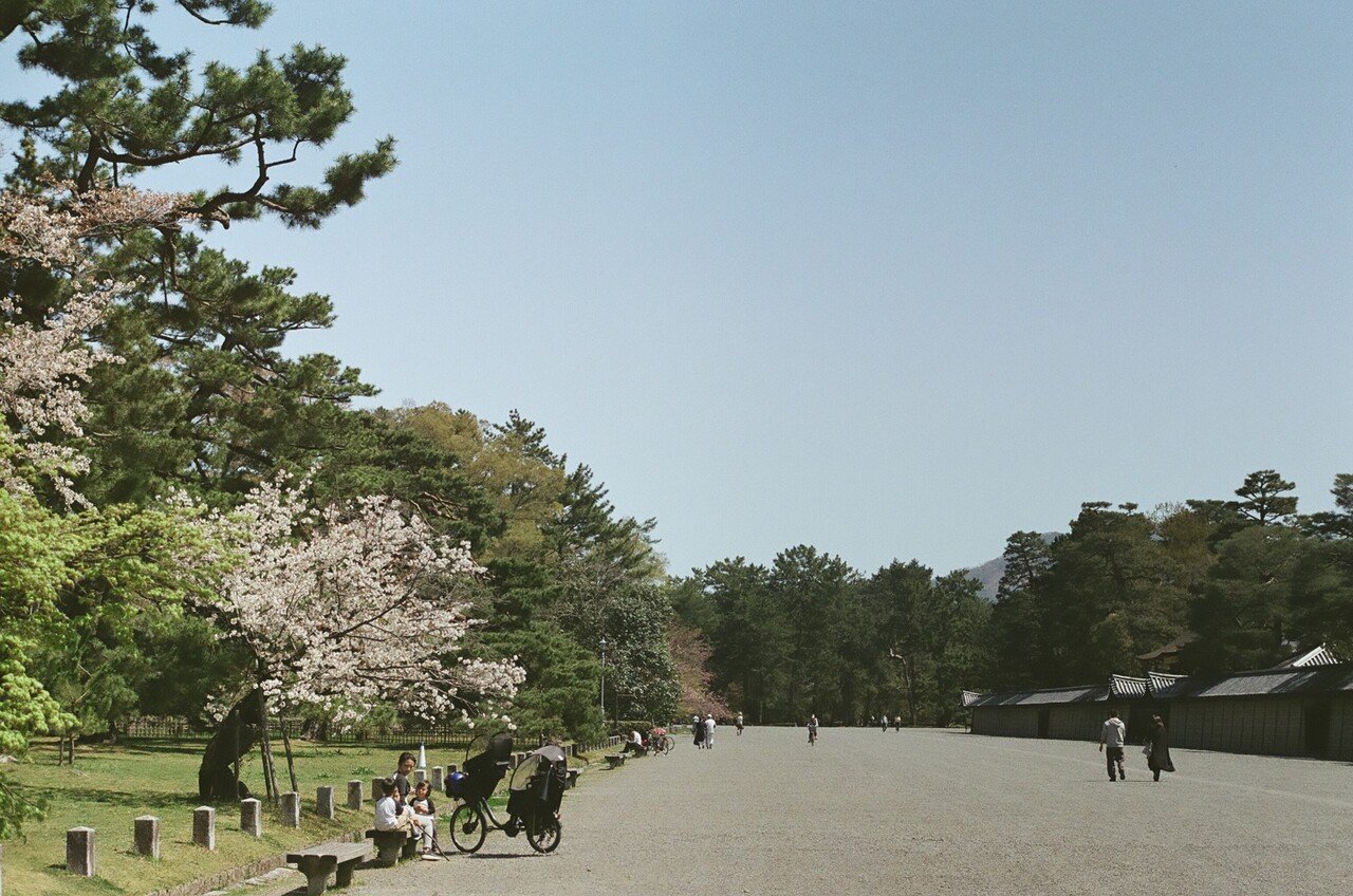 フィルムカメラと今年の春③ Fujica ST801｜torikago｜note