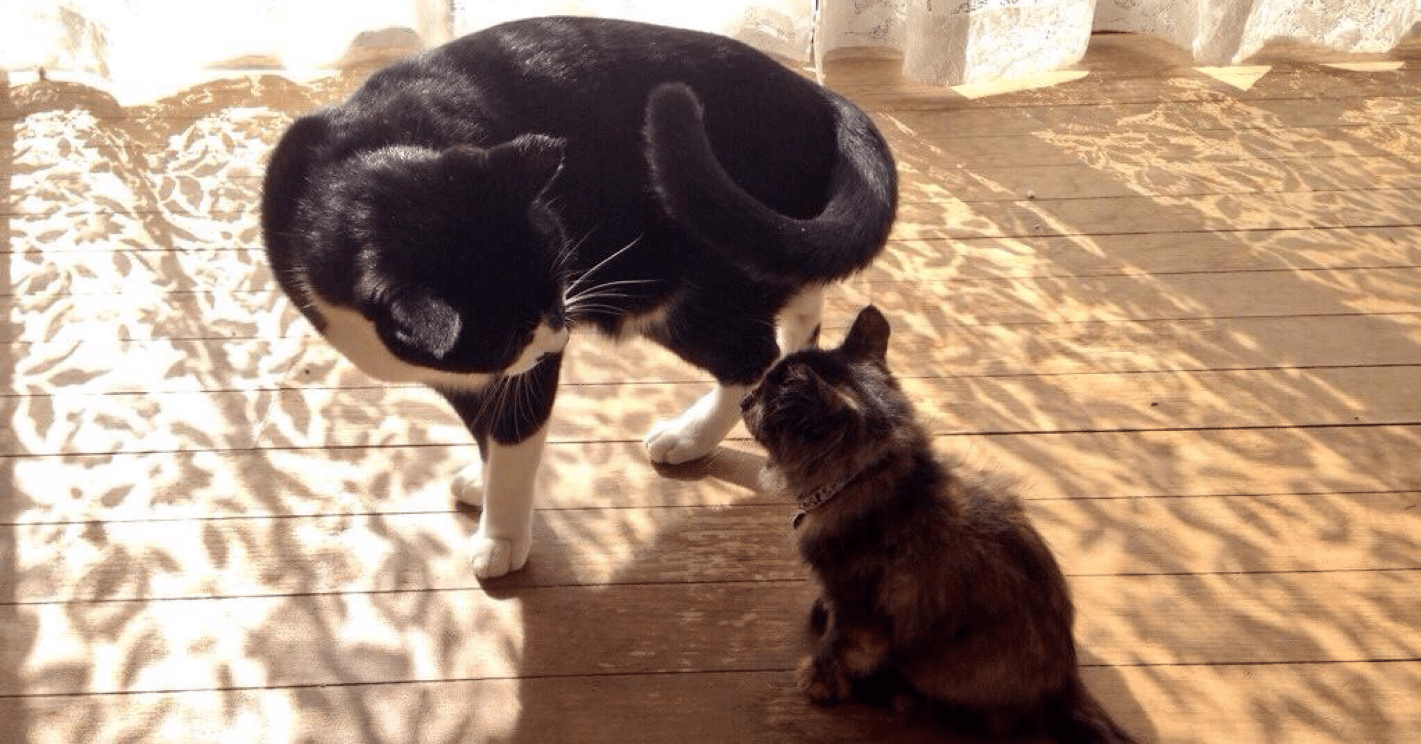 鳥居志歩 Torii Shiho｜note