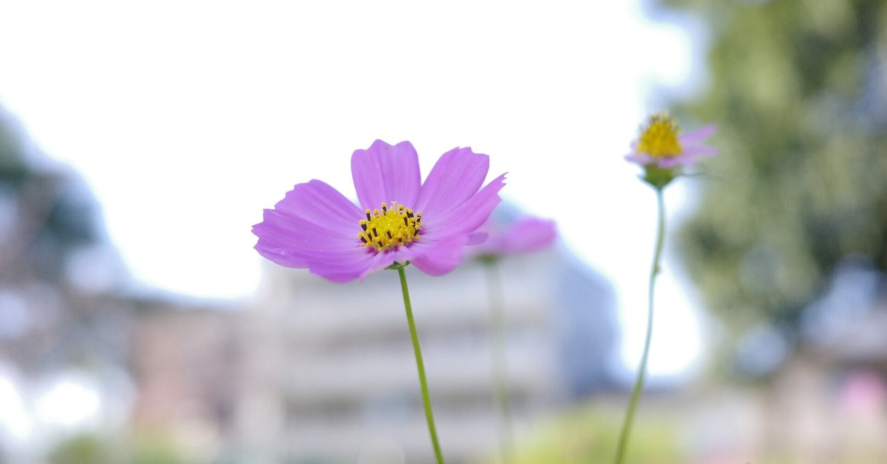 GR IIIxレビューその(2)野外で撮ってみた｜utsuno