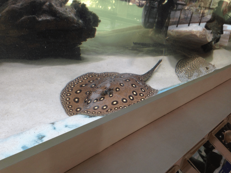 ブラジル ピラシカーバの思い出｜Chacoder