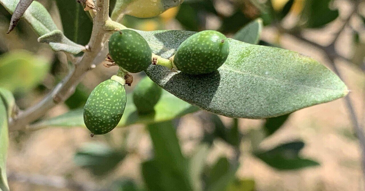 トスカーナ・オリーブの夢 14｜OTA YUKI