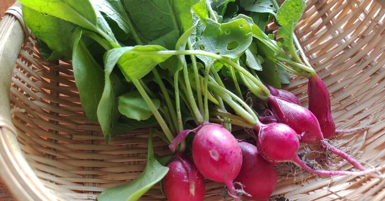 種まき祭りと収穫 2010/10/06｜nanairo｜note