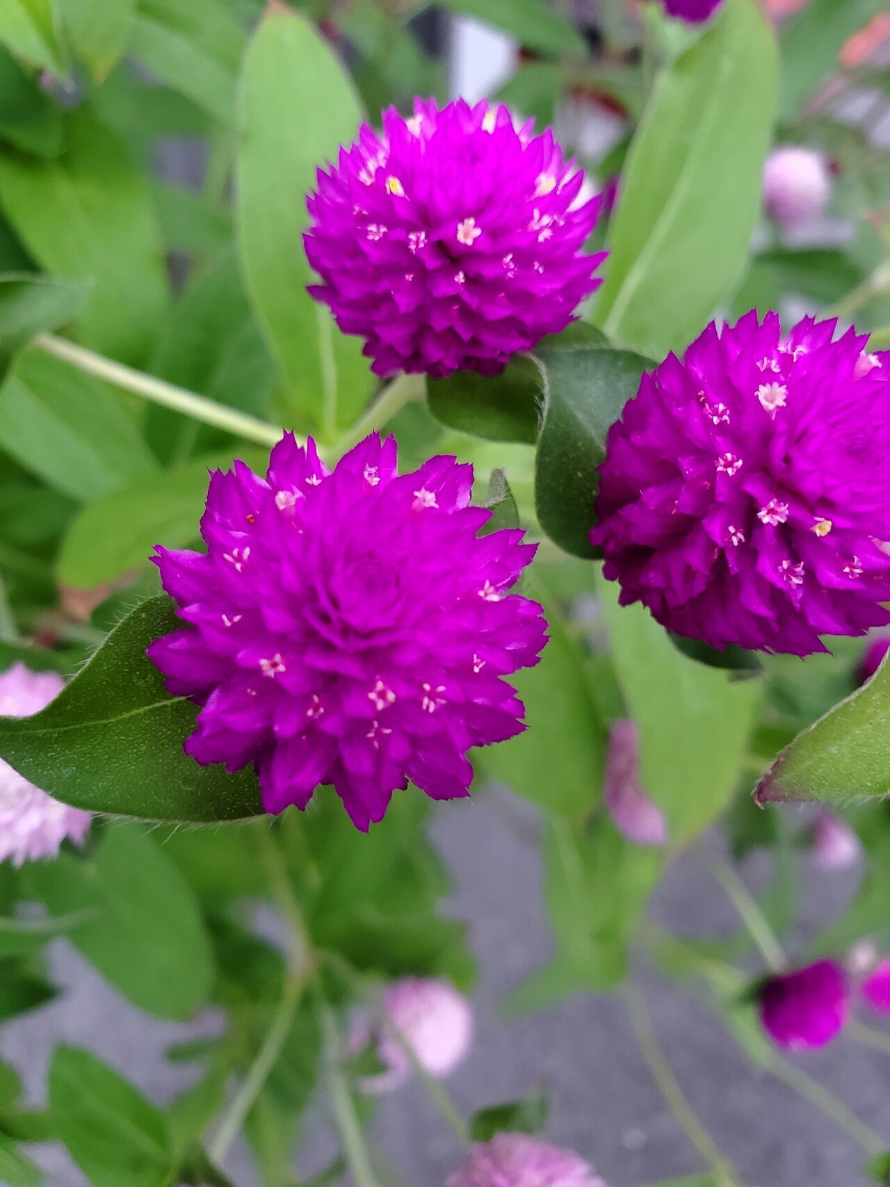 可愛い😊｜izumi