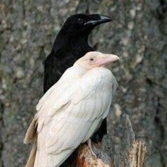 Two-Headed Raven｜note