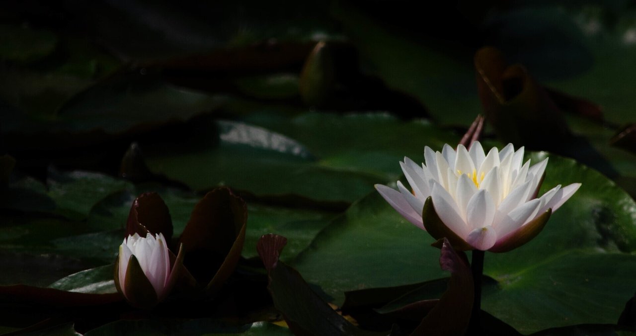 Moon sick Ep.19｜樹｜note