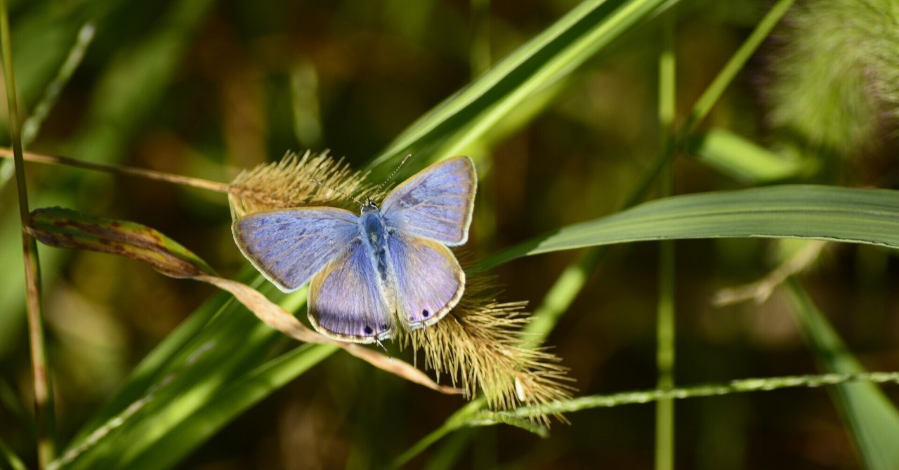 ミドルクラスのカメラでできるだけ良い写真を撮る㉑｜Daichi Okamoto