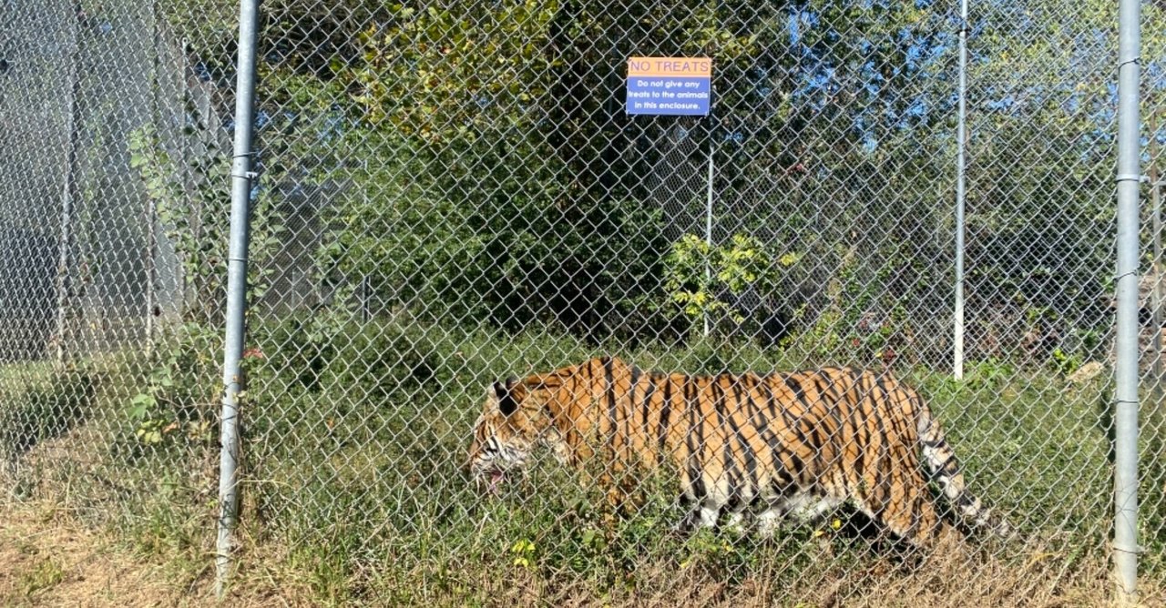 North Carolina Tiger Sanctuary｜Momoffy