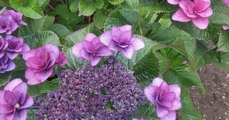 名曲聴いて、なんになる？（第1章＆第2章）｜ohabari_t7｜note