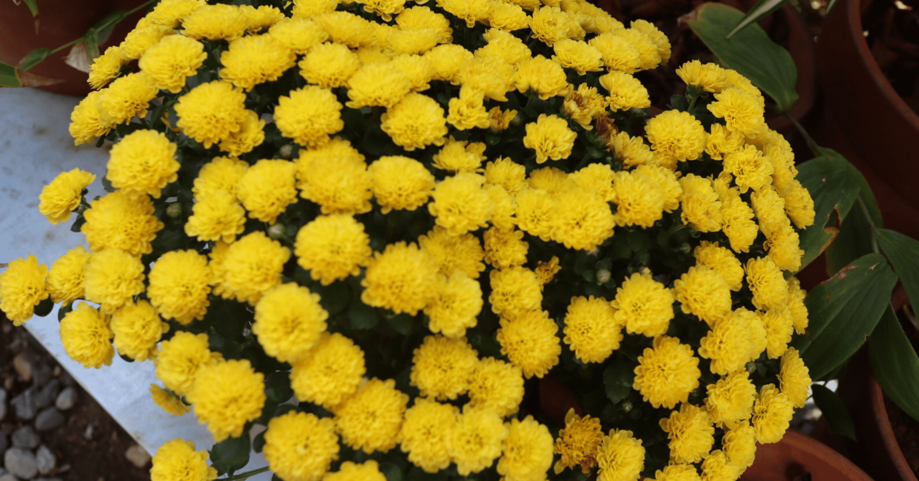 matsuri🌷たぶんHSS型HSP｜note