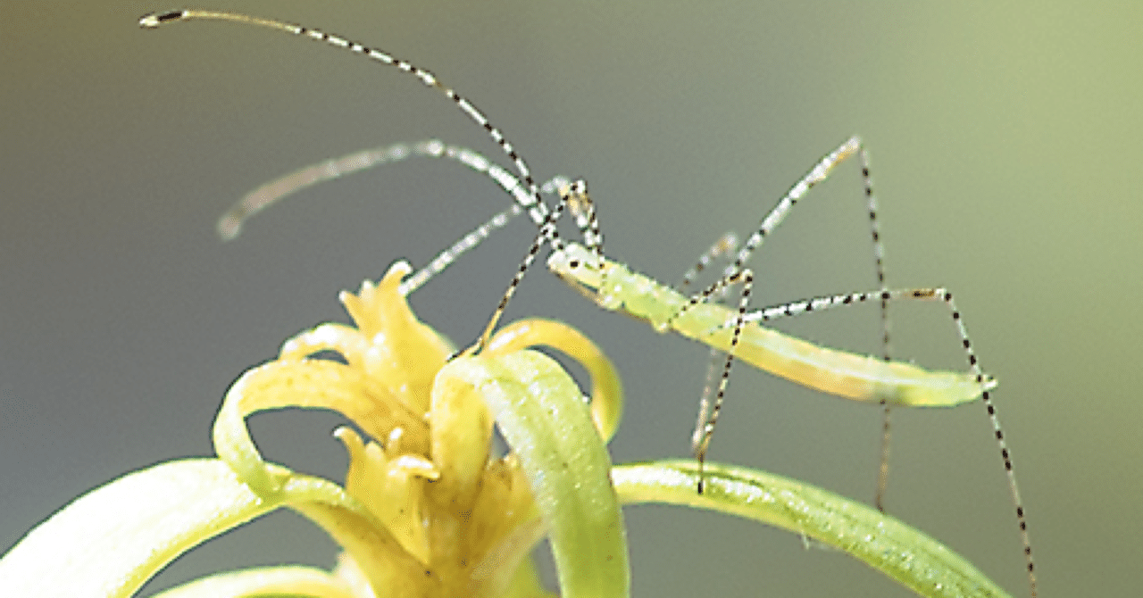 Yemma exilis｜【Humpty Dumpty】@ https://humptydumpty.studio.site