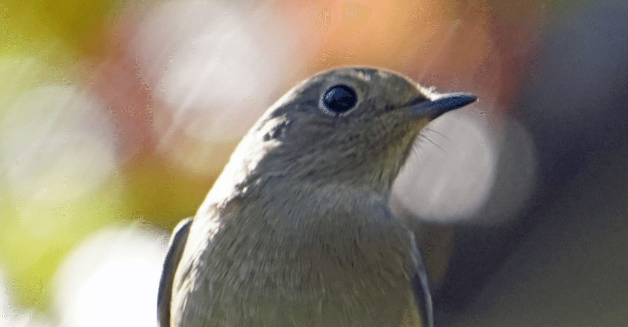 【野鳥】11月3日 探鳥｜Chacoder
