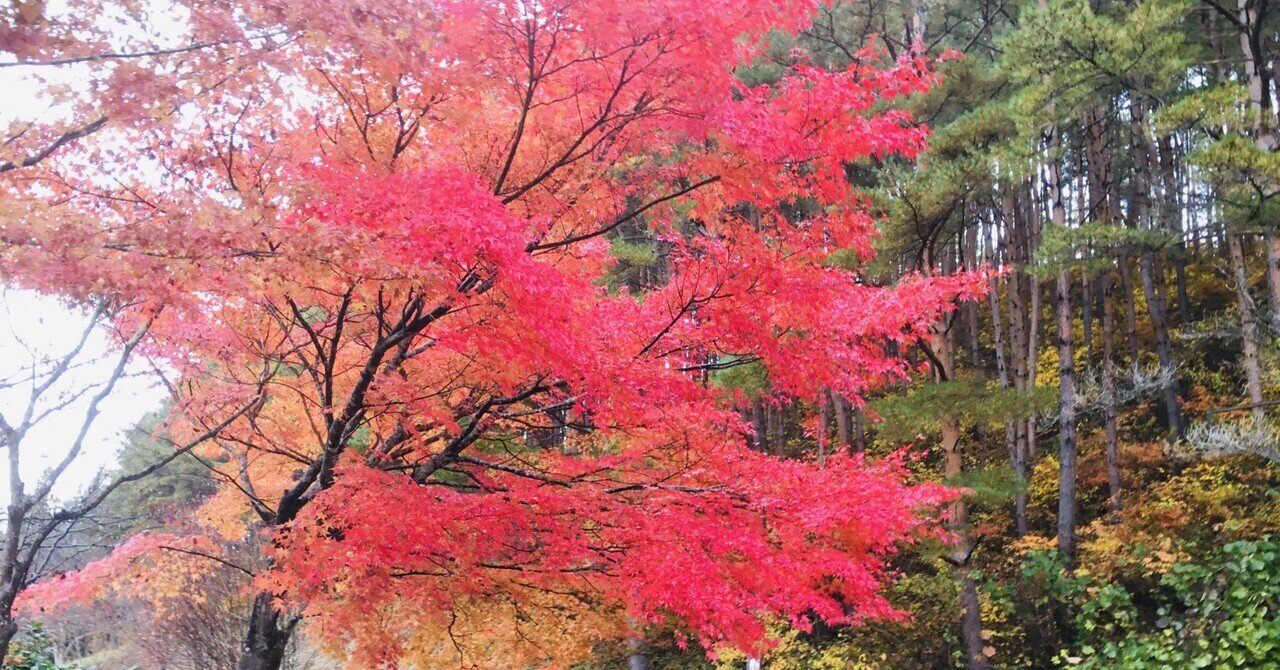 紅葉｜nori sato｜note