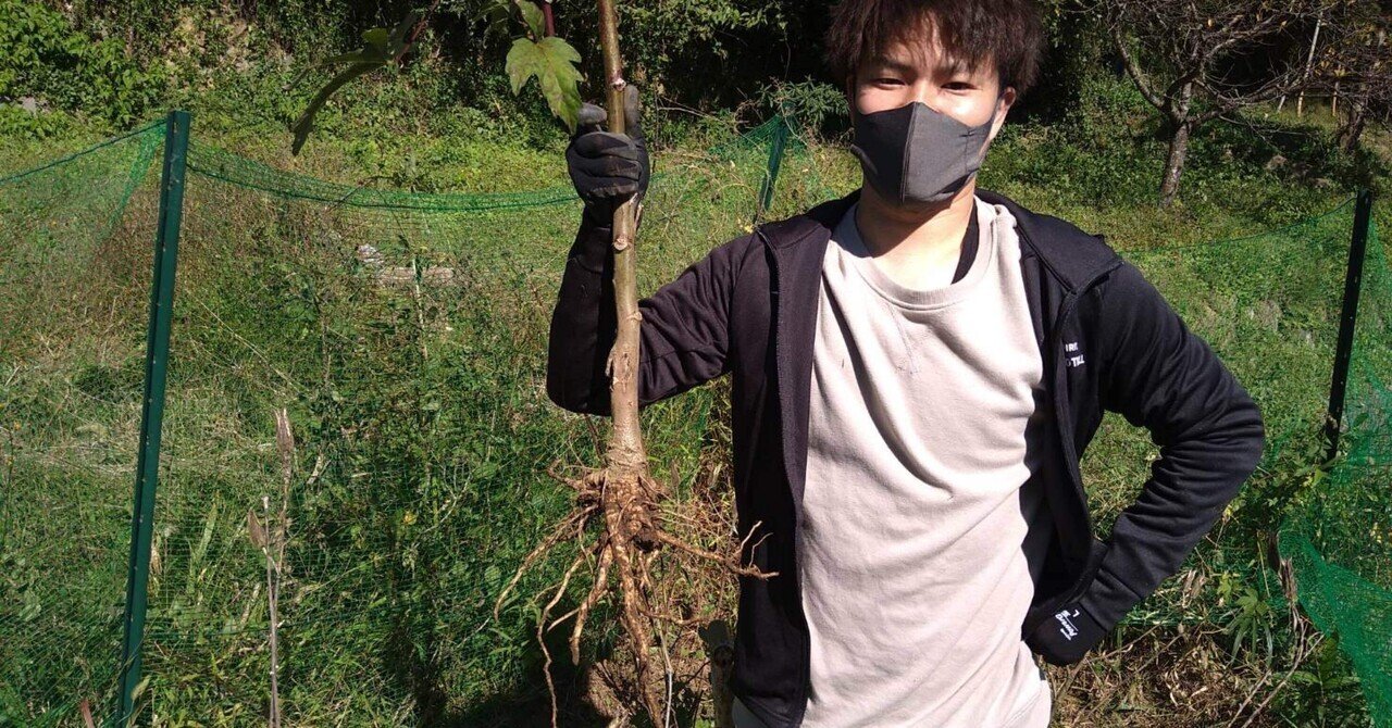 トロロアオイ収穫！｜Tact Masuda｜note