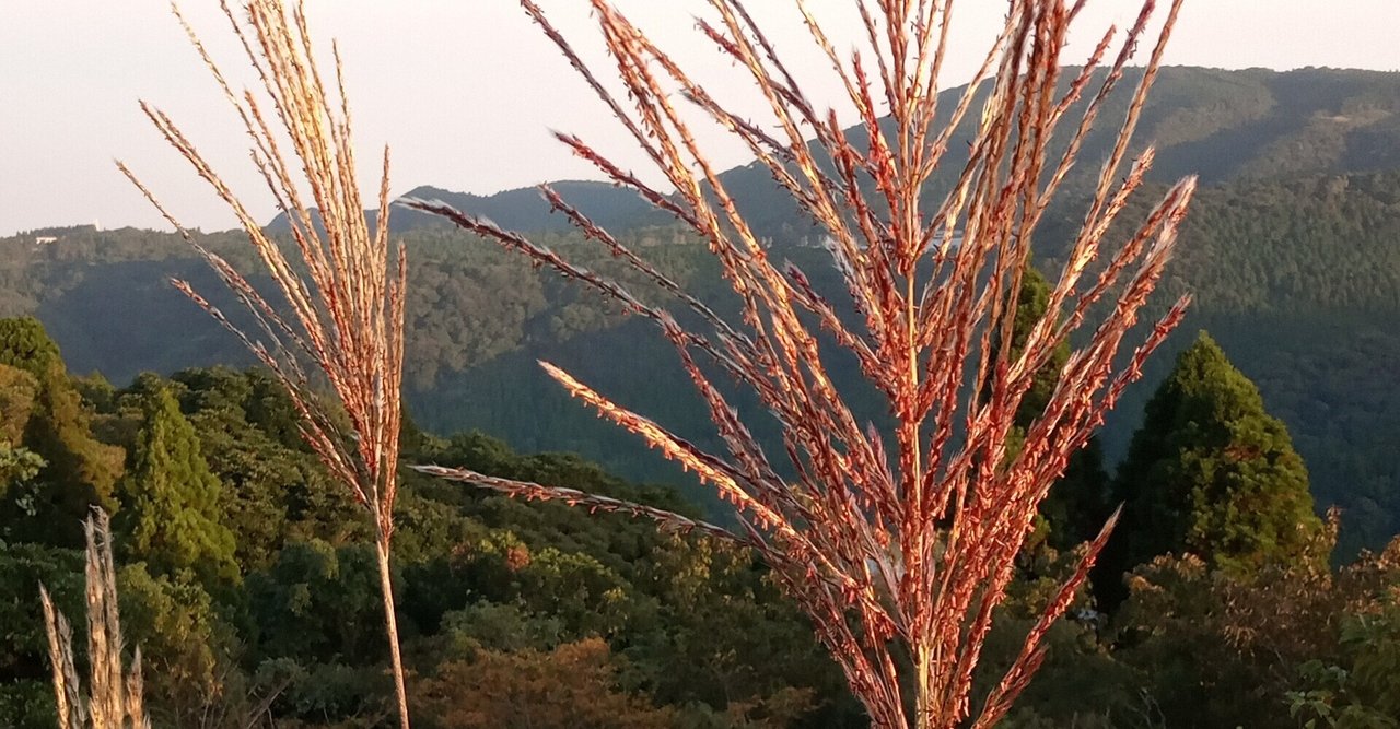 【読書日記】11/6（1065字）｜守屋聡史