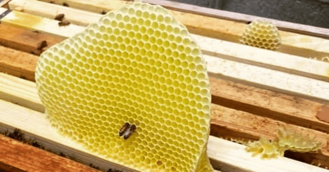 番外編:ミツロウ作り｜yabusan（823）｜note