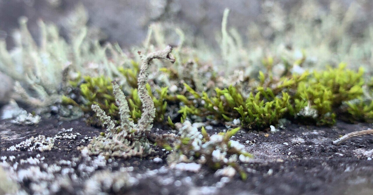 7.龍？｜yukarin｜note