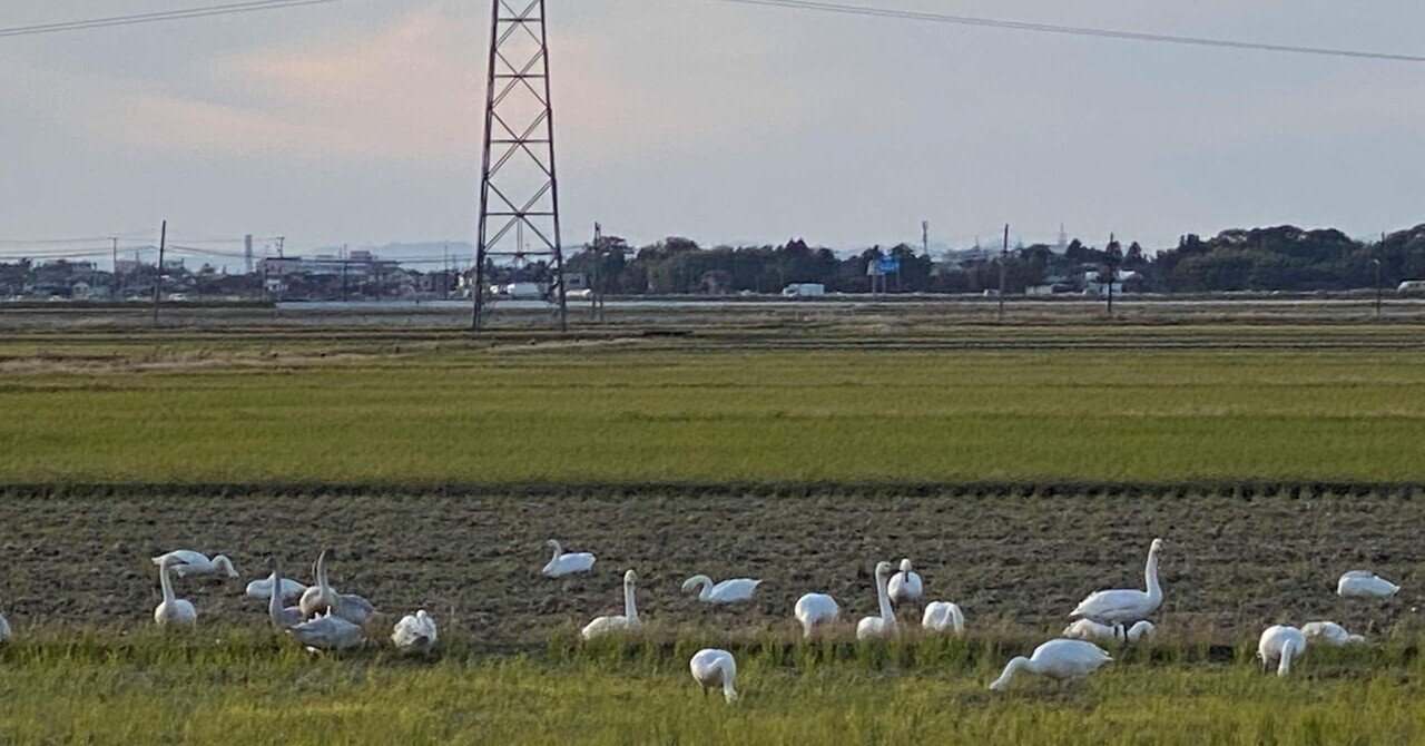 しばらく雨｜charu_mobile
