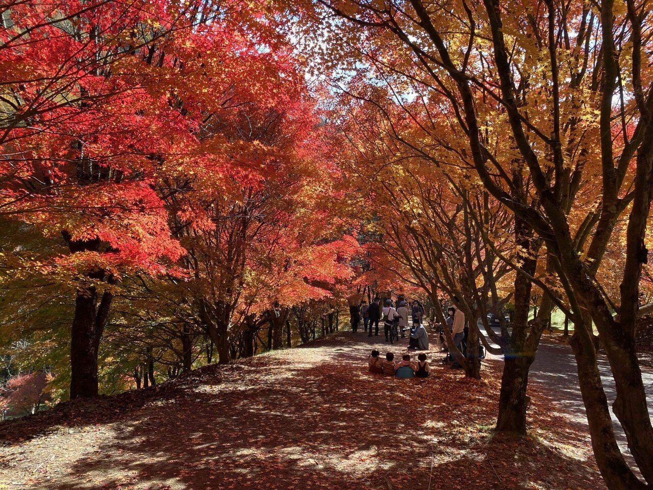 紅葉 長野県箕輪町｜honami nakai｜note