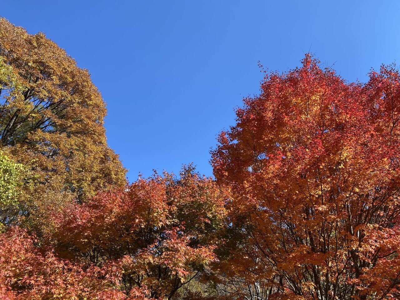 紅葉 長野県箕輪町｜honami nakai｜note