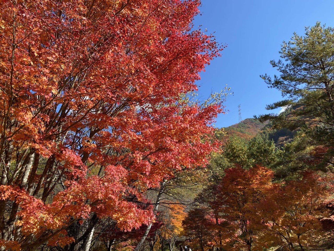 紅葉 長野県箕輪町｜honami nakai｜note