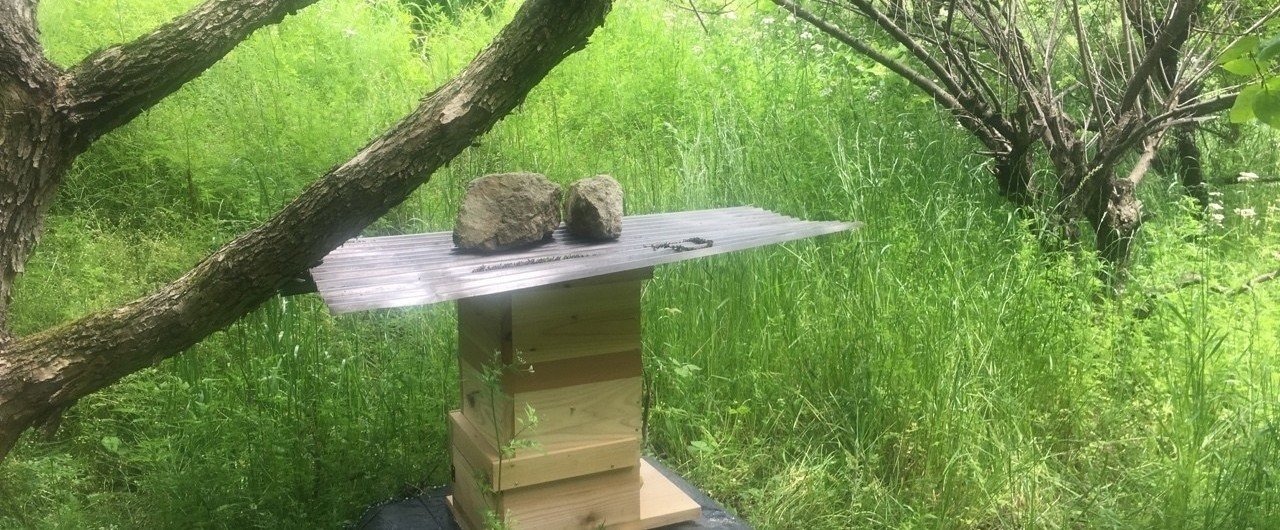 ニホンミツバチ女王蜂生産｜shanthi-usui｜note