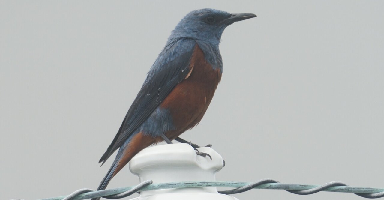 ABC228(トヨタシステムコンテスト2021）参戦記｜Chacoder