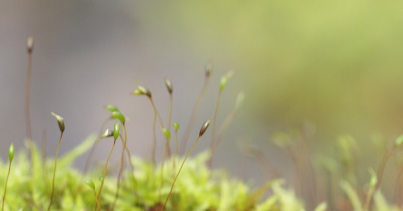 17.ピント｜yukarin｜note