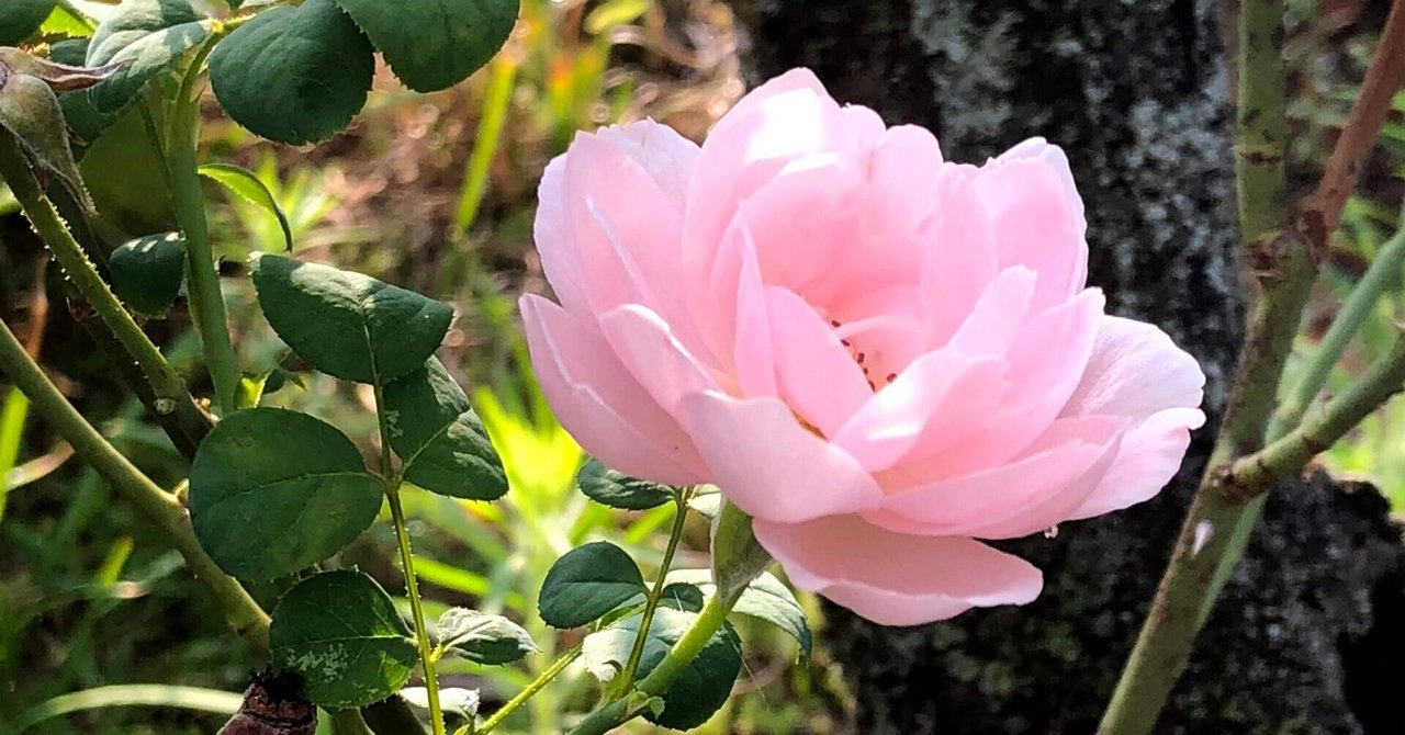 私だけのアルバム｜ぱん。｜note