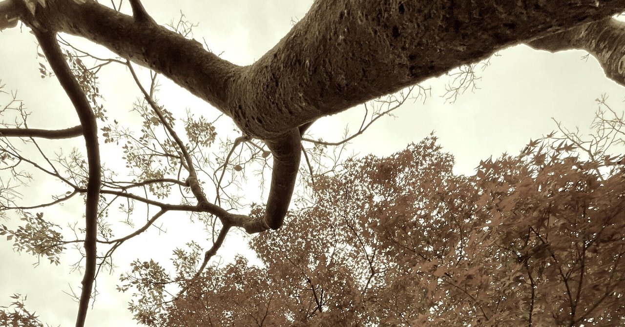 スケッチ23112021｜Chie_Matsui｜note