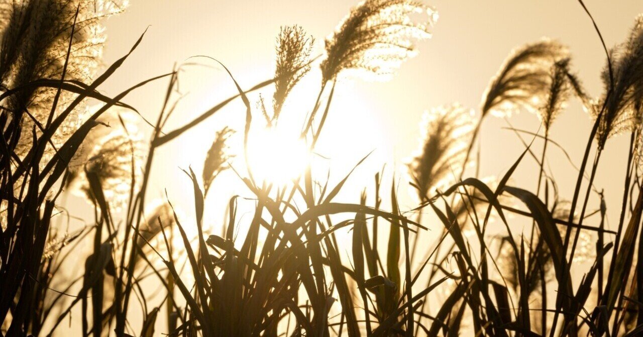 これまでと今｜vlog_tottiy