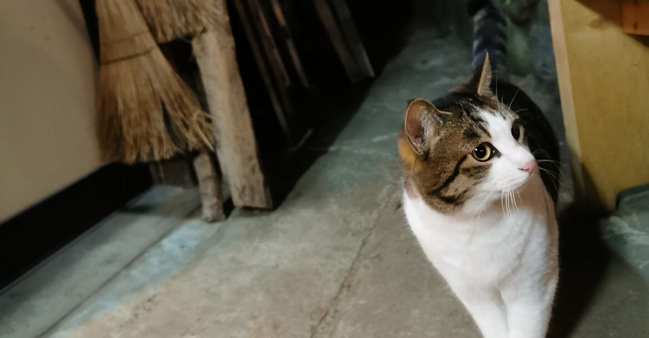 ☆meowのnote始動☆｜meow｜note