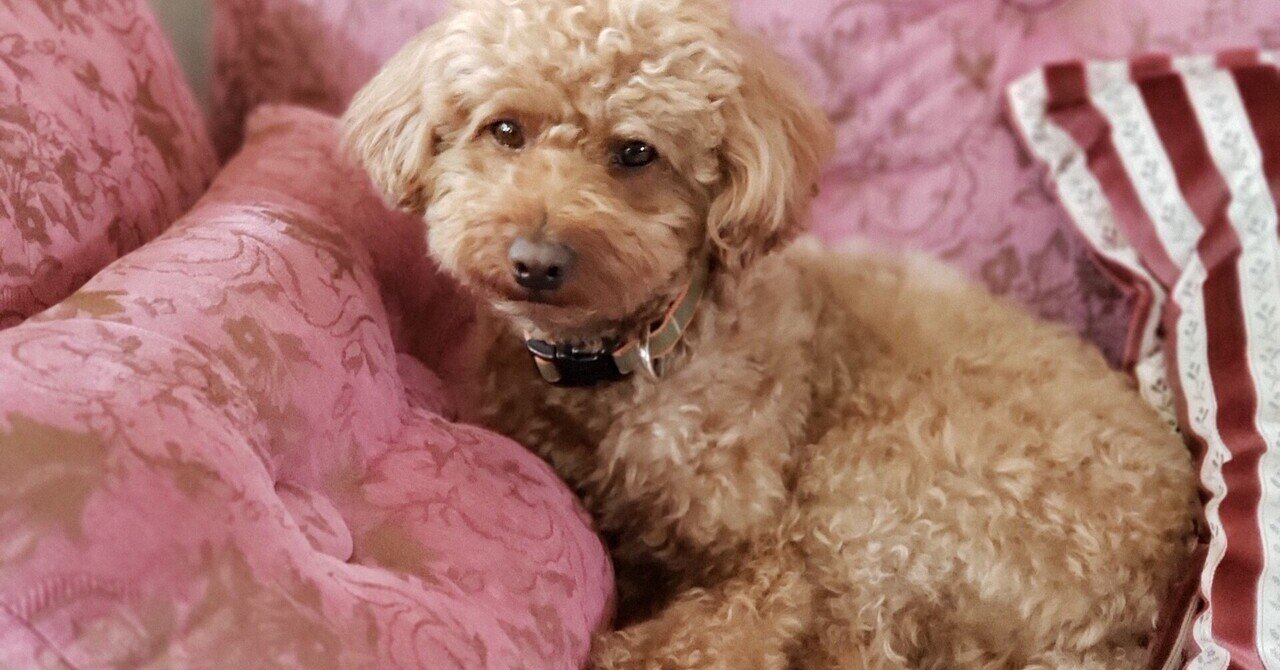 散歩で出会った野良犬に想いを寄せて。。。😢｜madamhiroko｜note