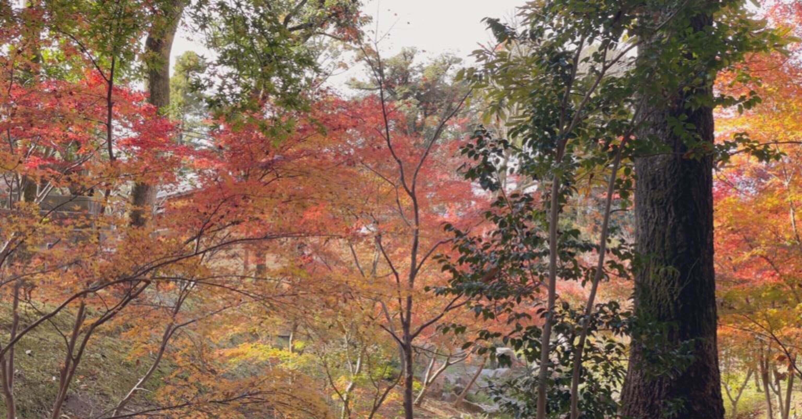 𝘼𝙔𝙐𝙈𝙐｜note