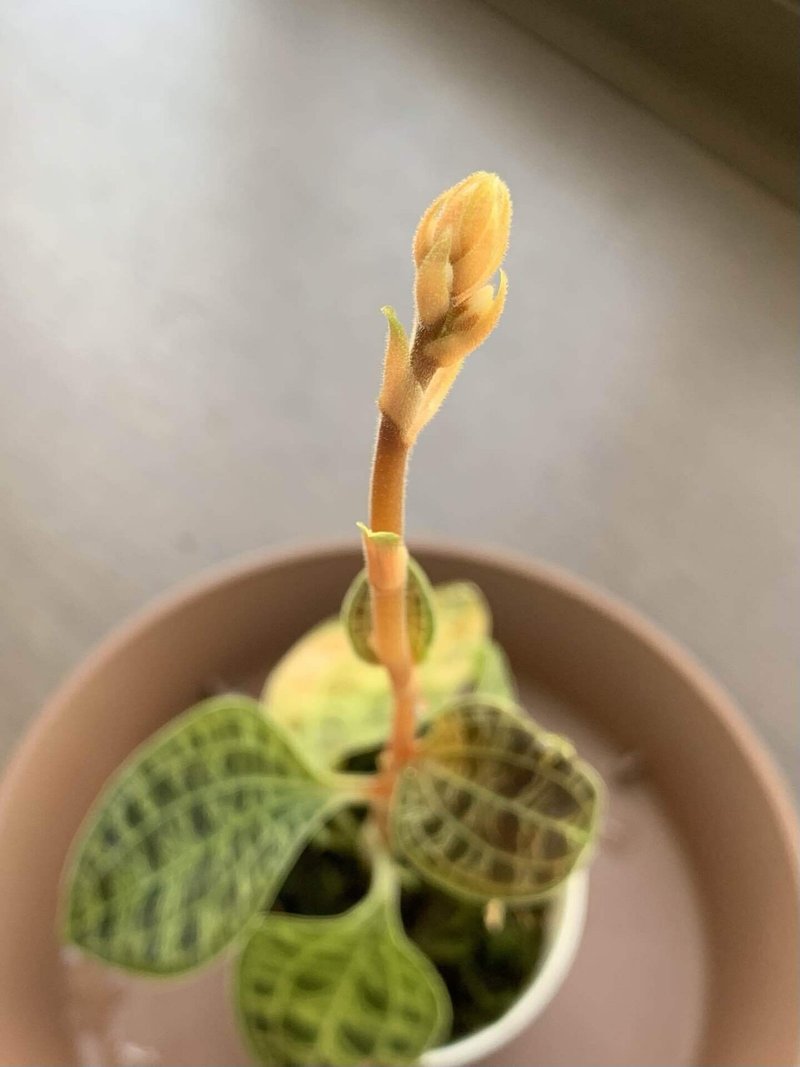 【ジュエルオーキッド】マコデスペトラ 成長記録｜Satchie