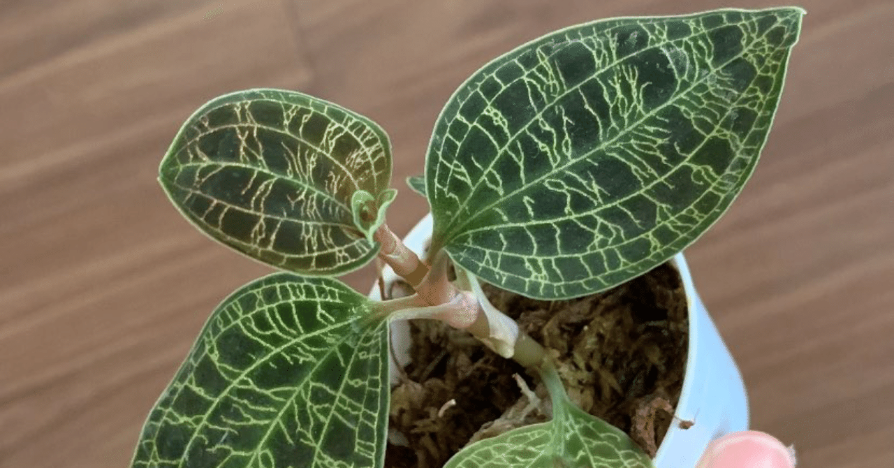 【ジュエルオーキッド】マコデスペトラ 成長記録｜Satchie