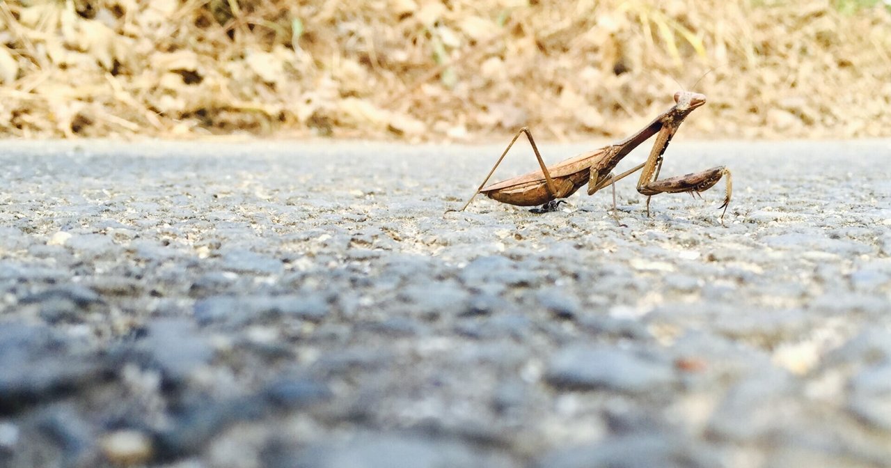 バス釣りやってるひとが怖かった。｜水藤友基 / Tomoki Suito