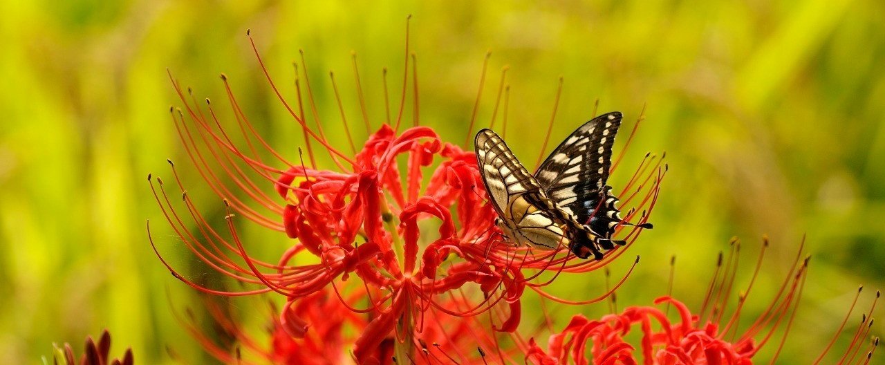女にとって「第二の人生」とは｜島田佳奈（Kana Shimada）｜note
