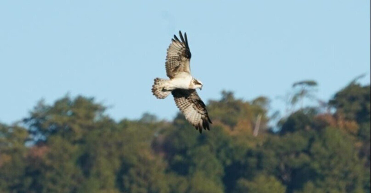 物欲に限りなし｜Chacoder｜note