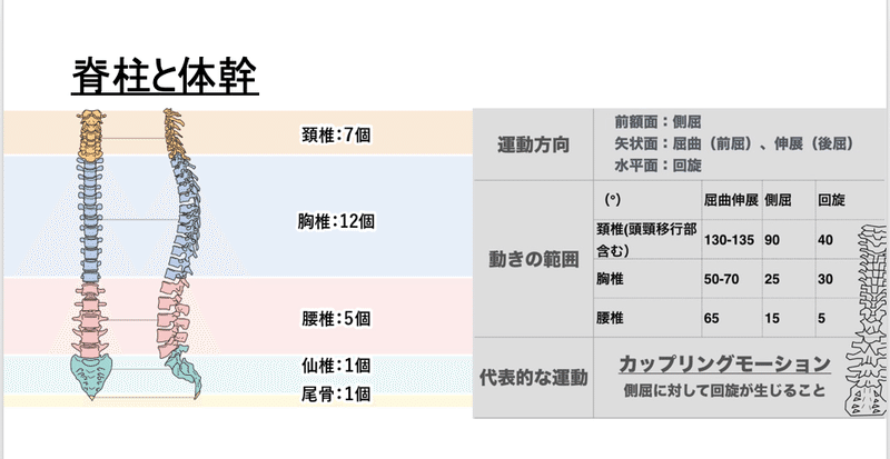 脊柱疾患の介入で大切にしたいポイント｜Masashi.Anzai~動作･身体の専門家~｜note